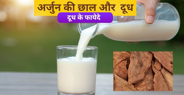Arjuna bark: रोज शाम को दूध में उबालकर पिएं अर्जुन की छाल, मिलेंगे ...